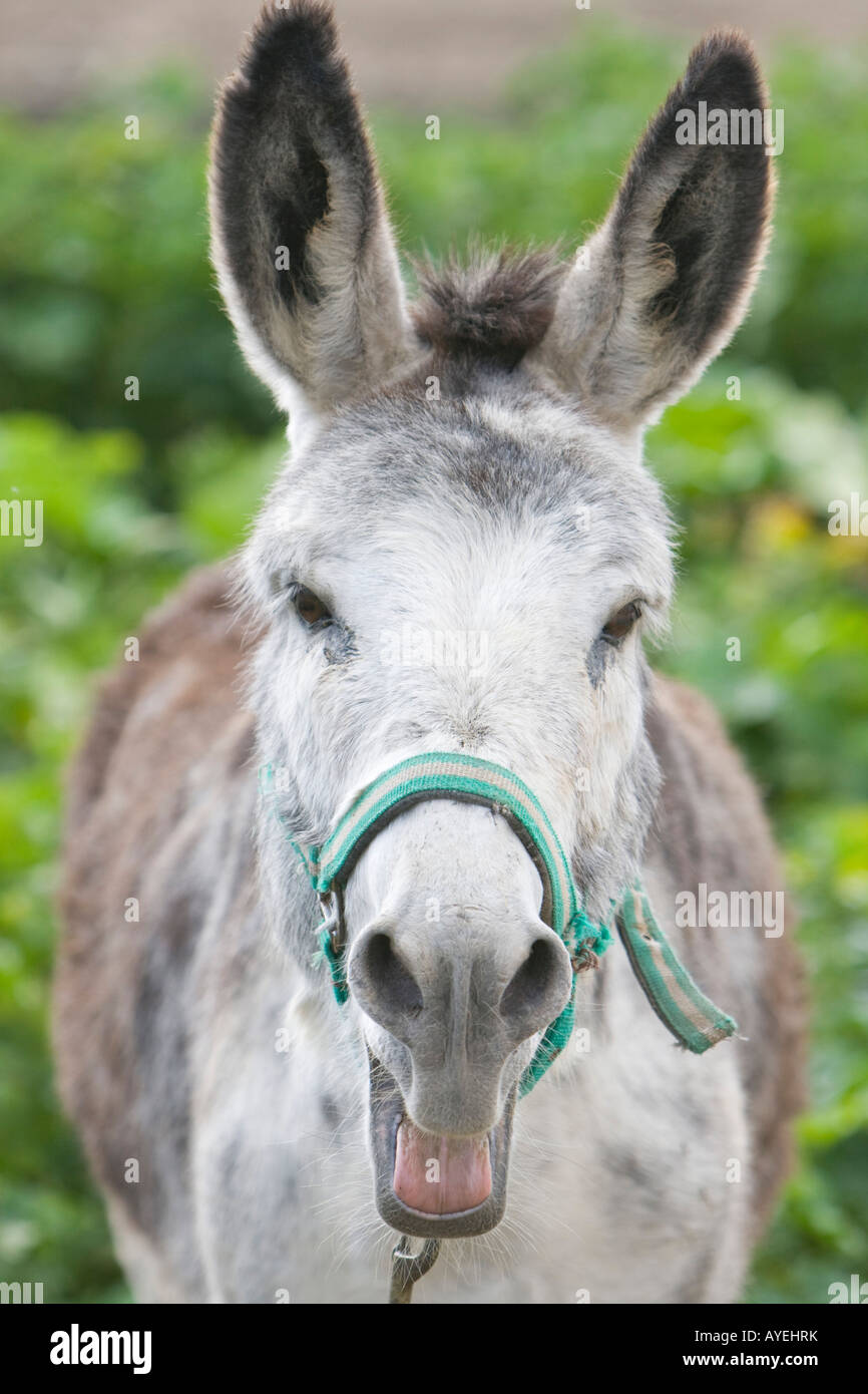 donkey, ass, laugh, humor, humour, animal, farm, farming, detail ...