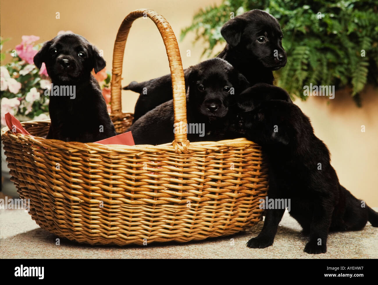 Dogs family basket hi-res stock photography and images - Alamy
