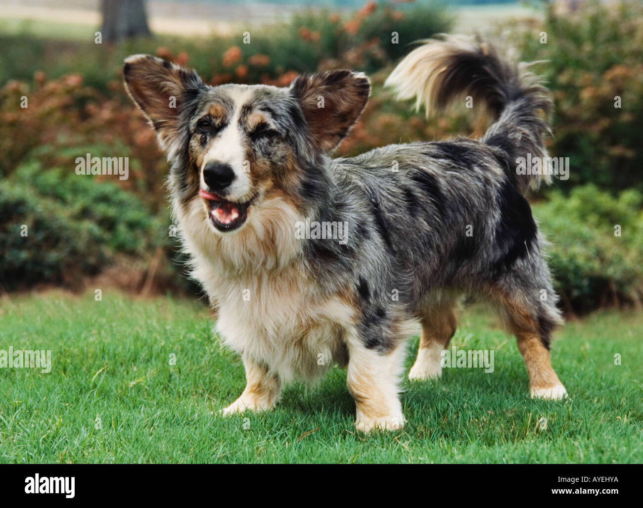 Welsch hi-res stock photography and images - Alamy