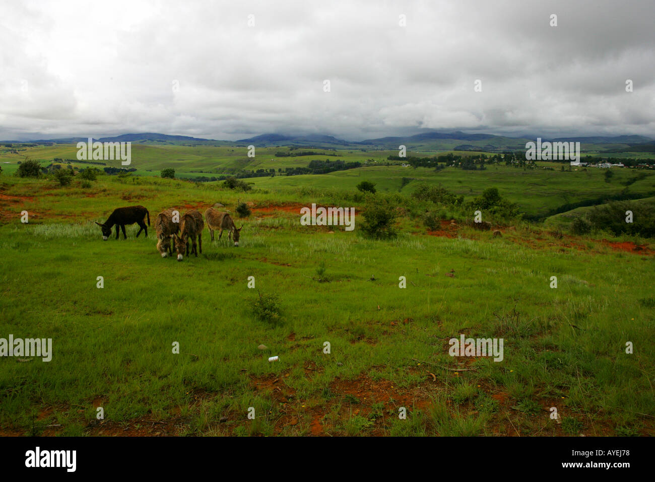 Donkeys Grazing overlooking the Drakensberg National Park Stock Photo ...