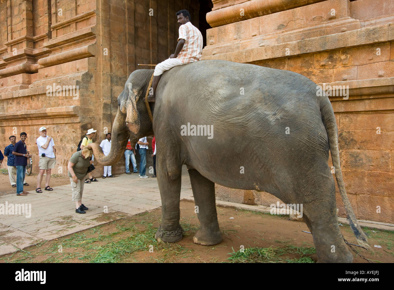 Elephan tourist hi-res stock photography and images - Alamy