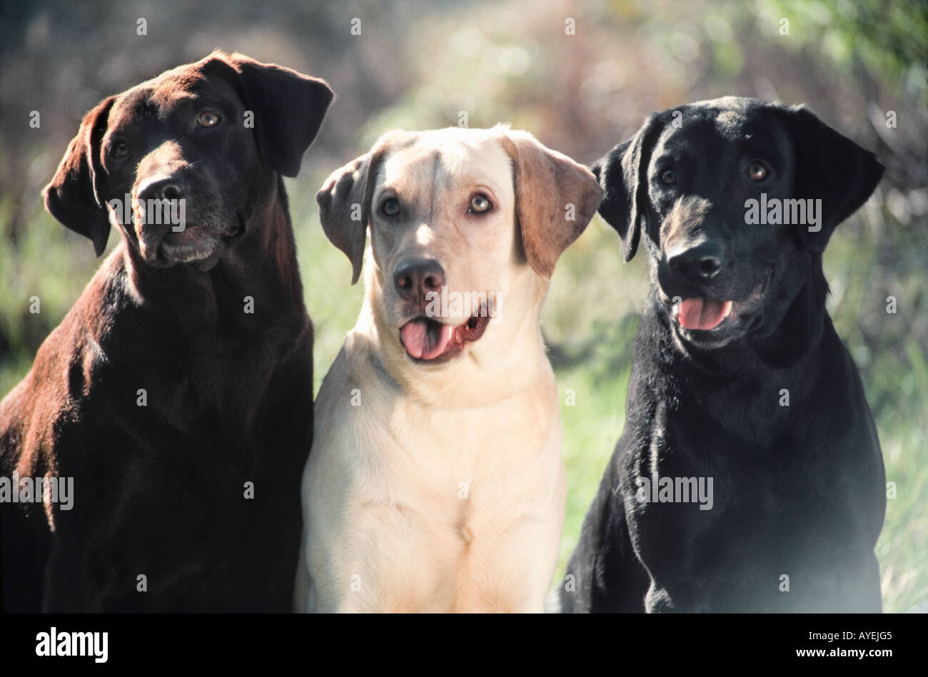 Chocolate Yellow and Black Labradore Retrievers Stock Photo - Alamy