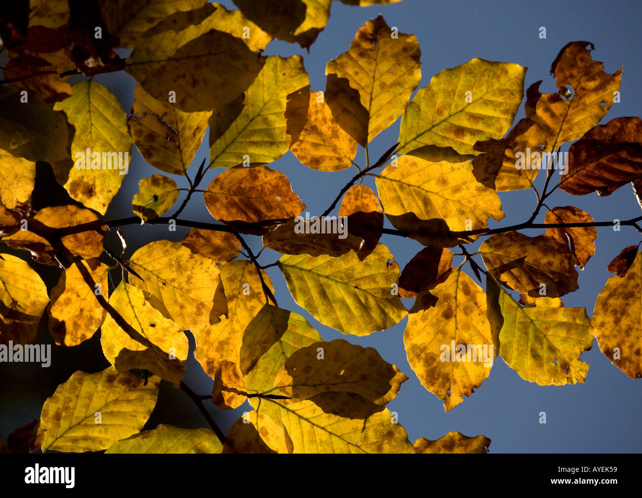 Beech foliage in autumn Fagus sylvatica Stock Photo - Alamy