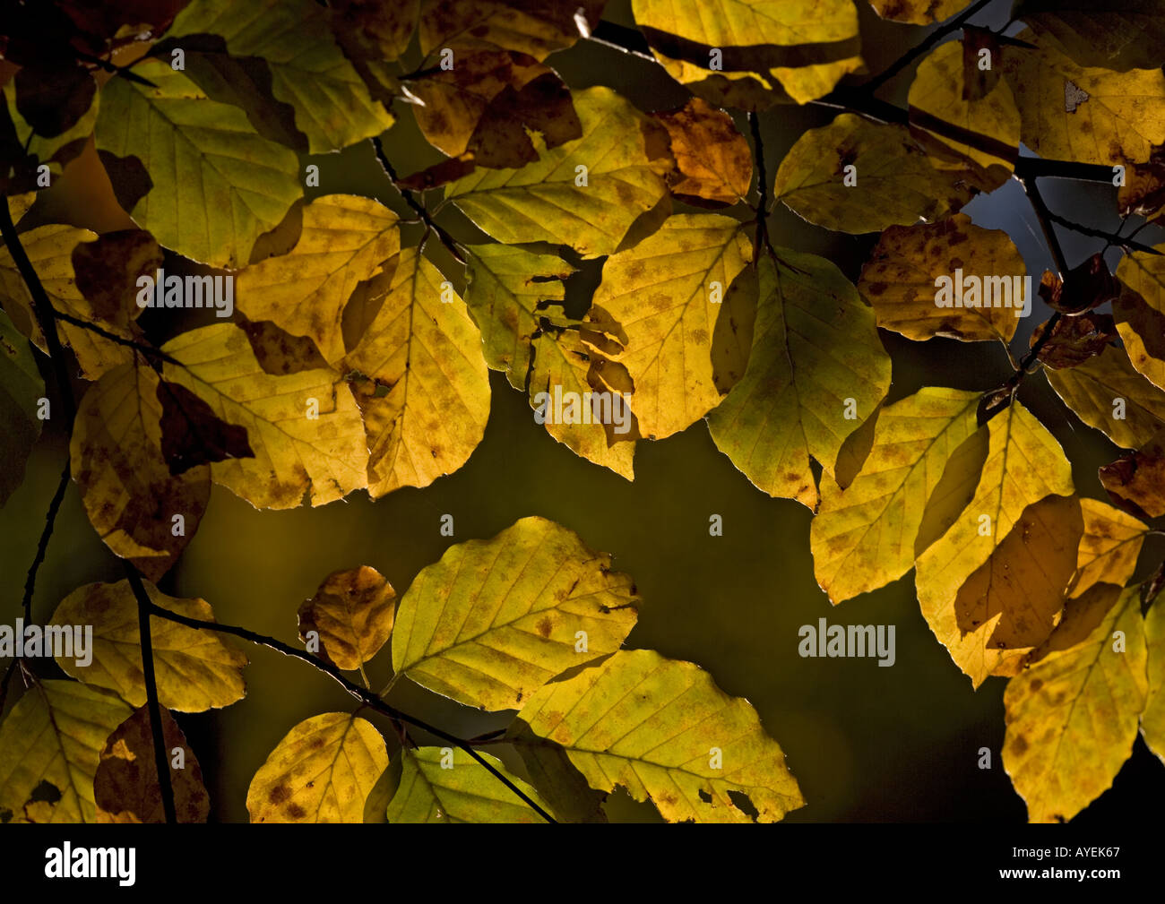 Beech foliage in autumn Fagus sylvatica Stock Photo - Alamy