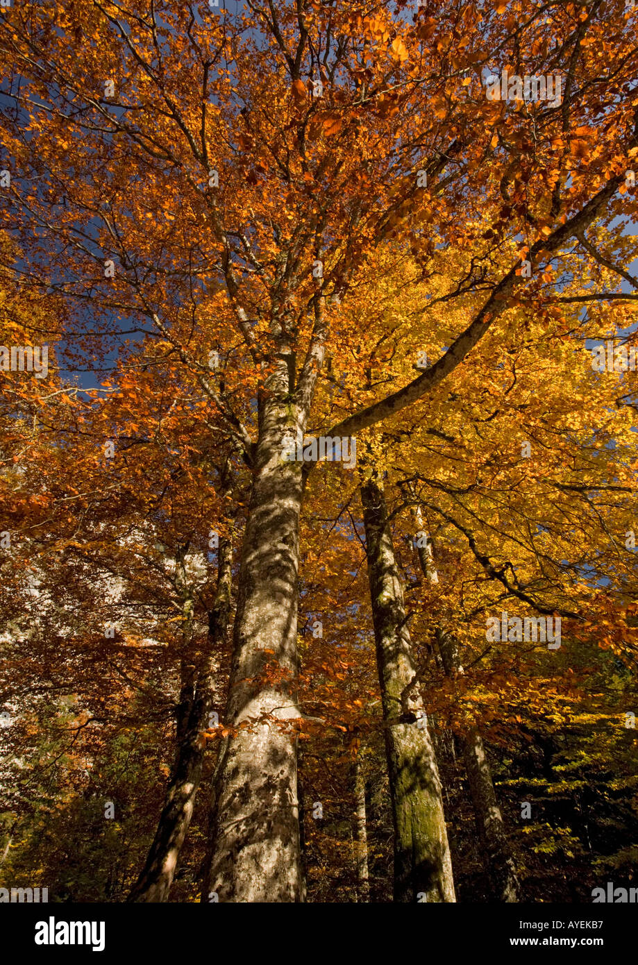 Majestic old beech tree hi-res stock photography and images - Alamy