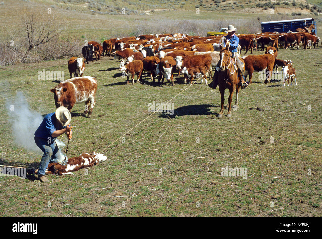 Branding rancher hi-res stock photography and images - Alamy
