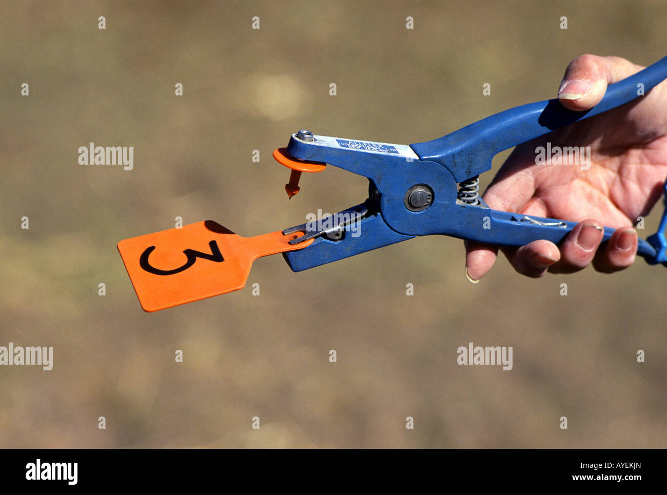 Ear tag device hi-res stock photography and images - Alamy