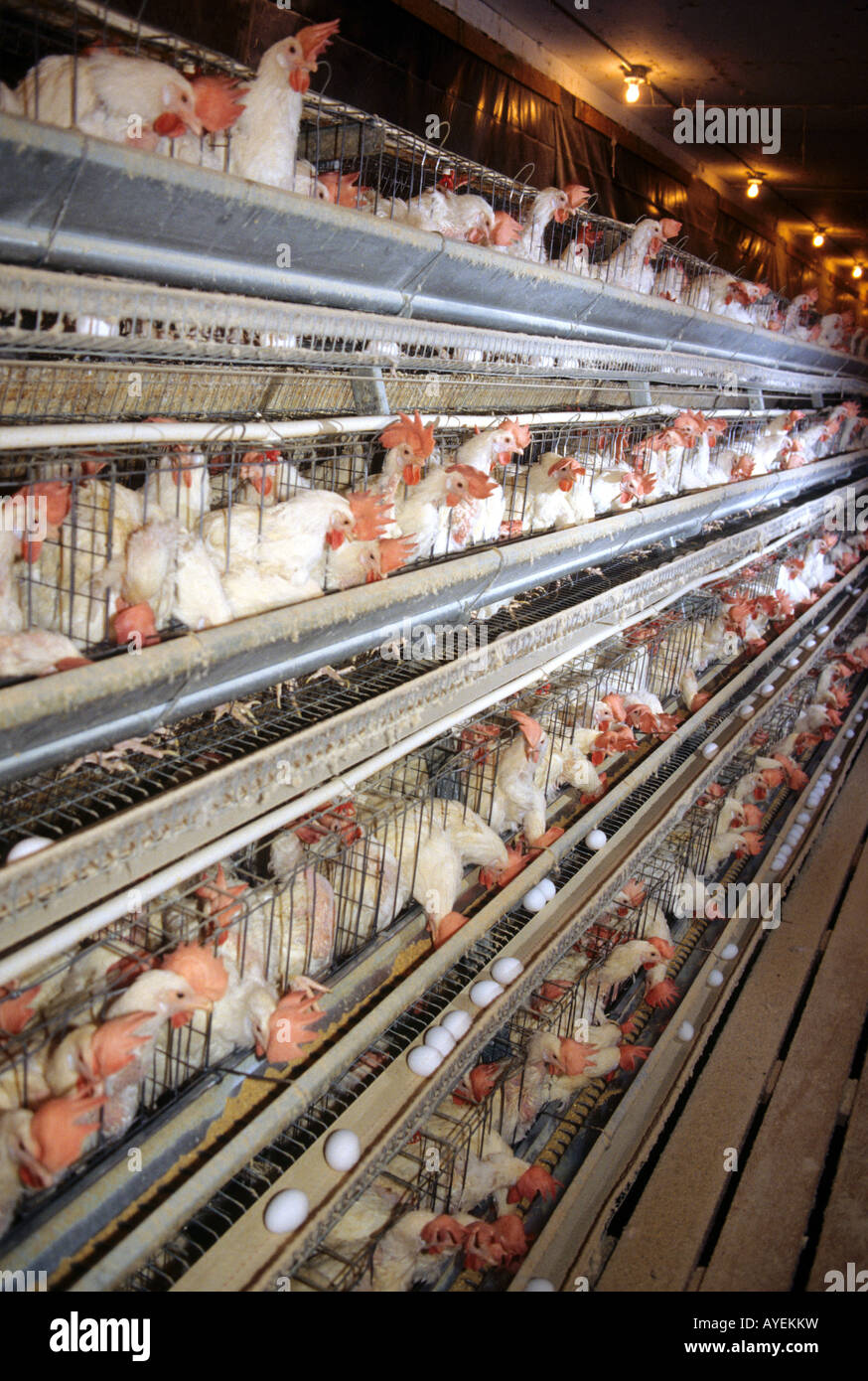 Modern chicken egg farm in Idaho Stock Photo - Alamy
