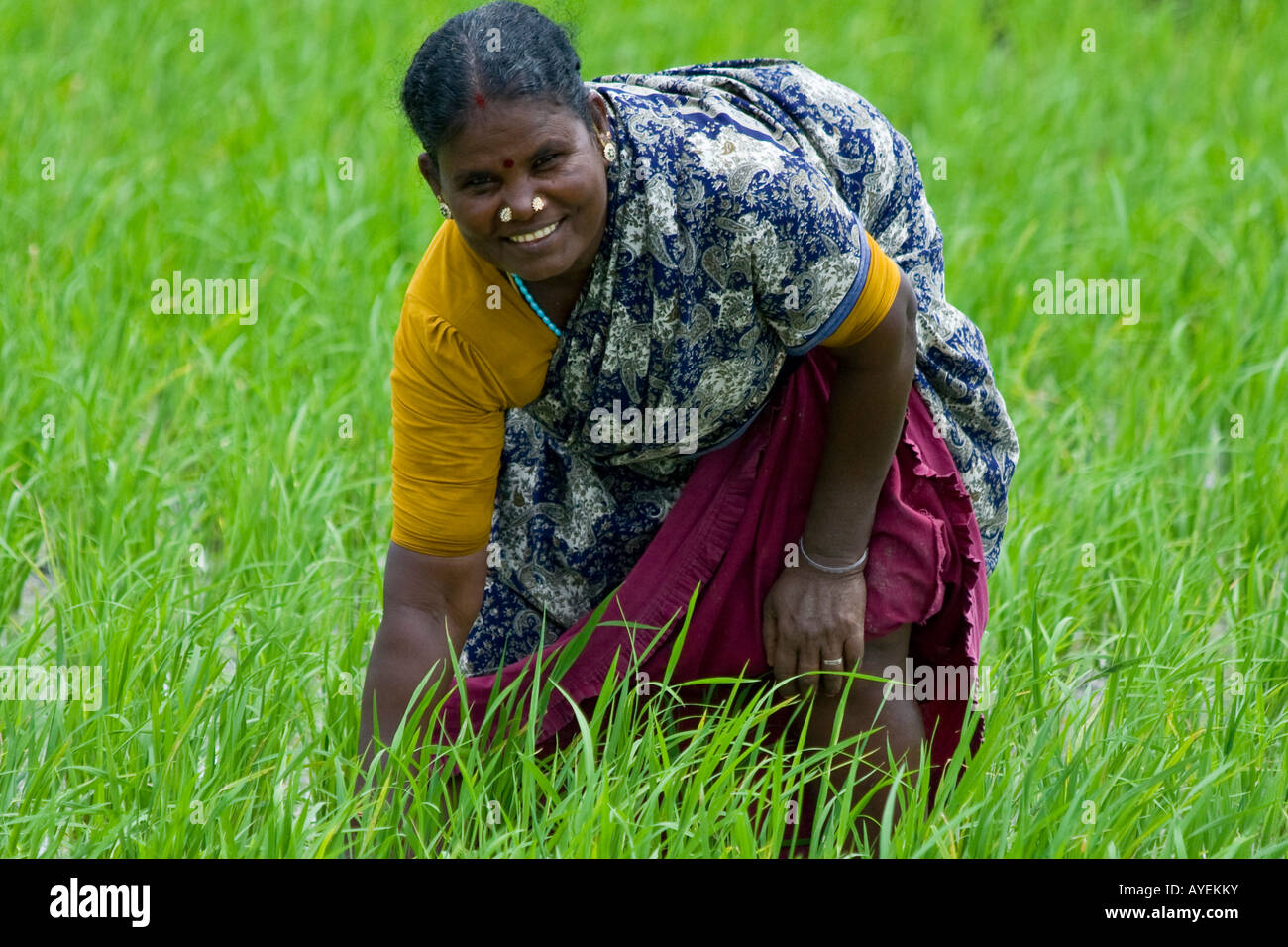 Woman Working in a Rice Field in Gingee in Tamil Nadu South India Stock ...