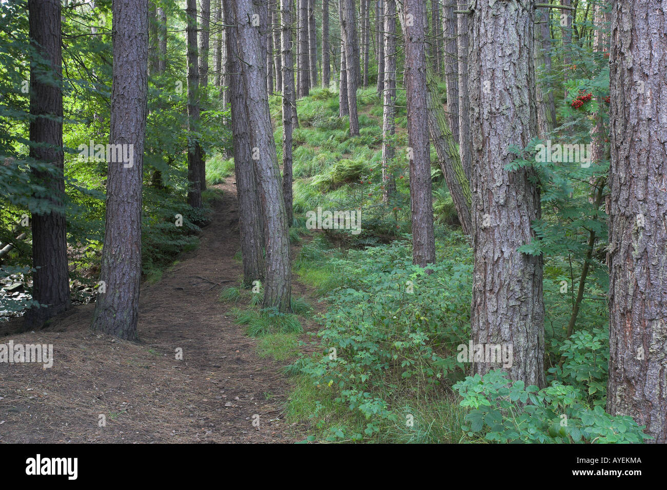 Brinscall hi-res stock photography and images - Alamy