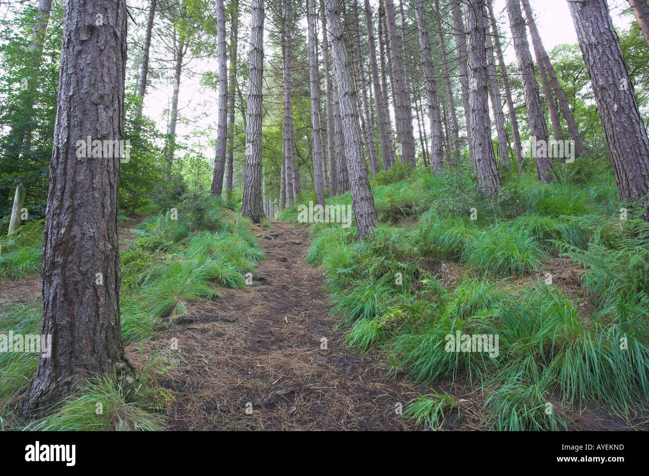 Brinscall hi-res stock photography and images - Alamy