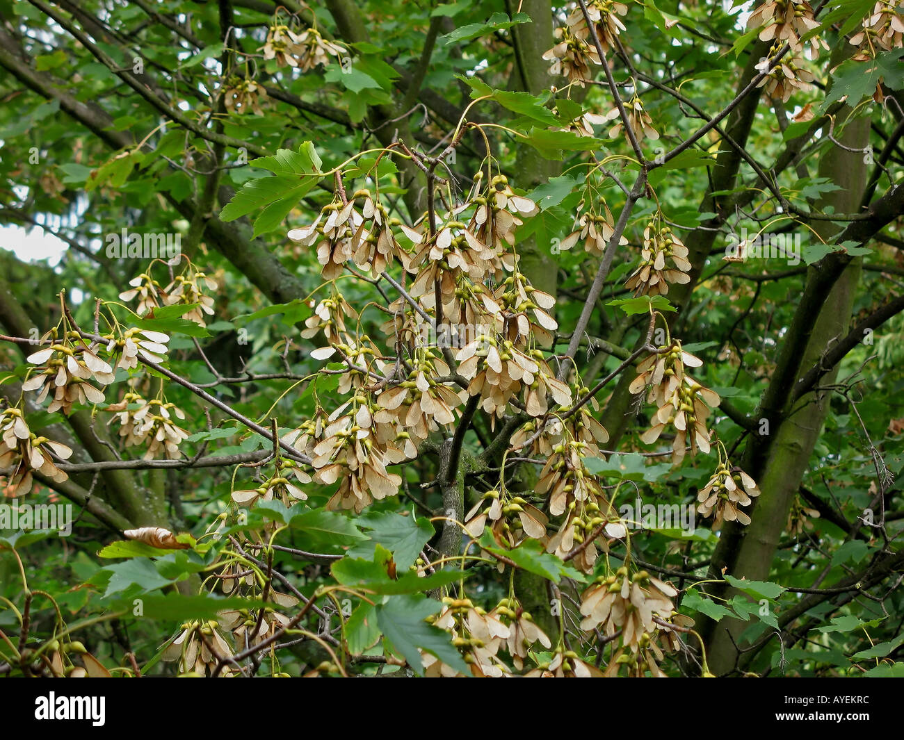 Acer campestris hi-res stock photography and images - Alamy