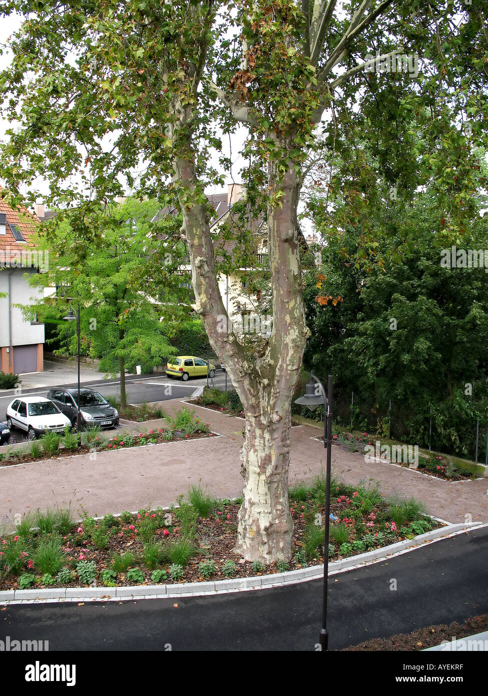 France plane trees car hi-res stock photography and images - Alamy