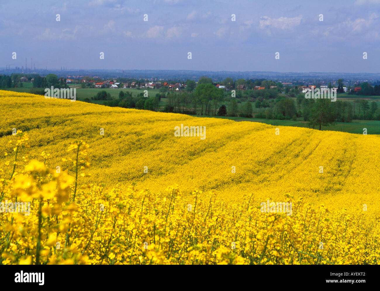 Charlock hi-res stock photography and images - Alamy