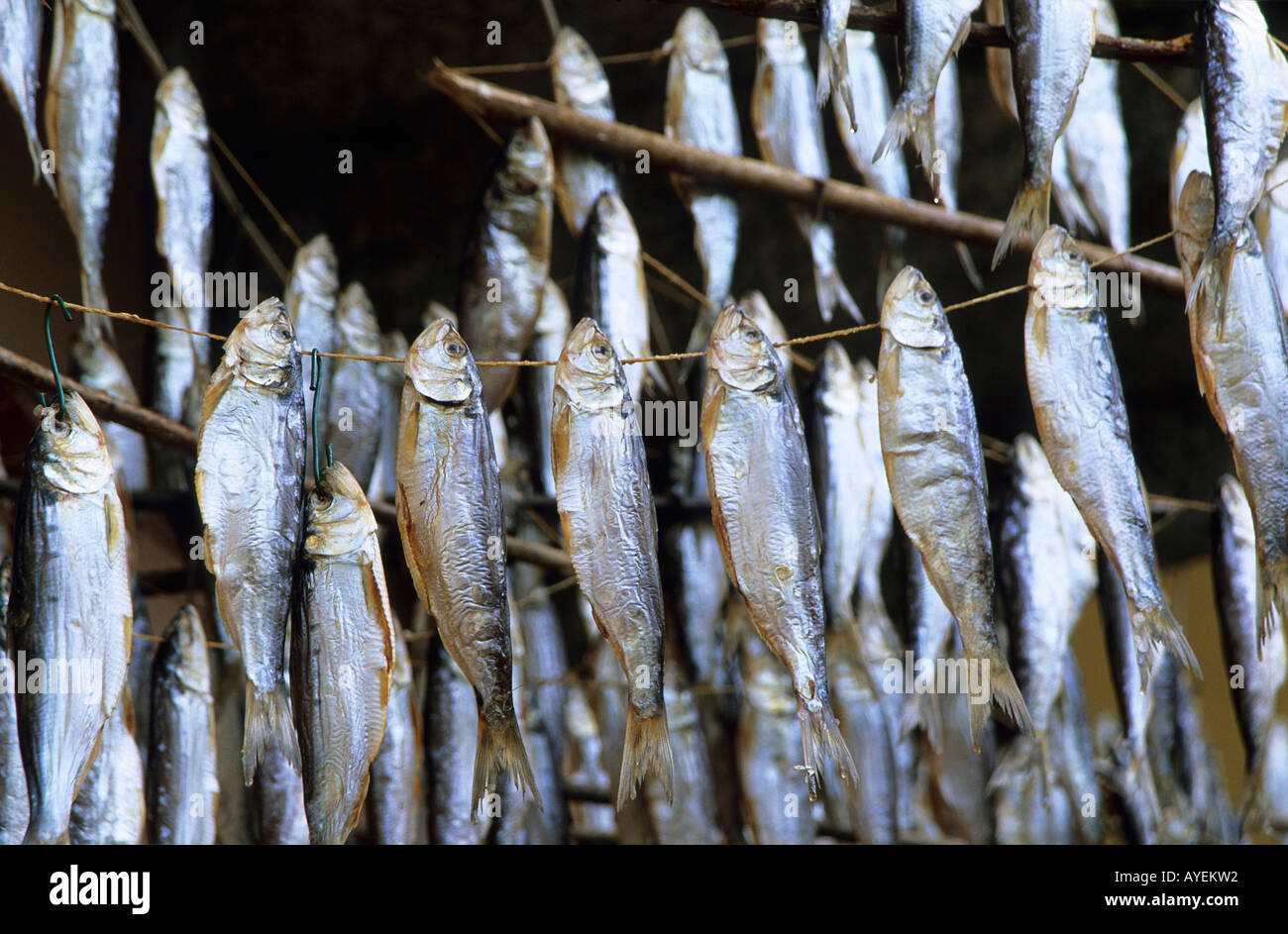 Fish hung up to dry Sala Comacina Lago di Como Stock Photo - Alamy