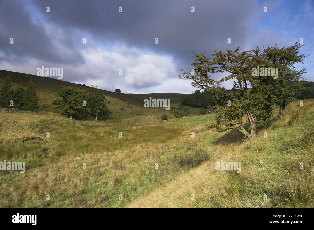 Haslingdon Grain late summer Lancashire UK Stock Photo - Alamy