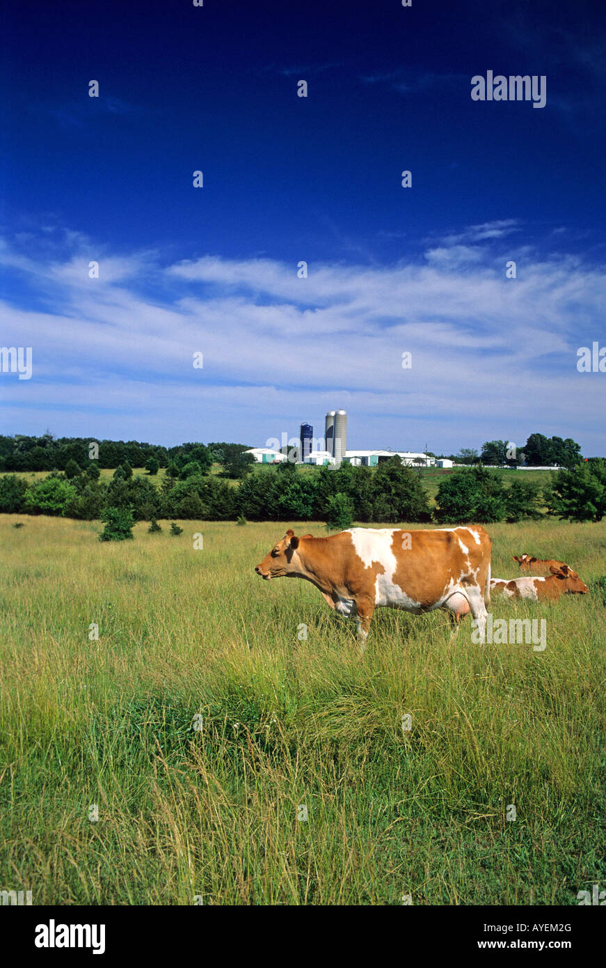Dairy cows graze in a pasture near Hannibal Missouri Stock Photo - Alamy