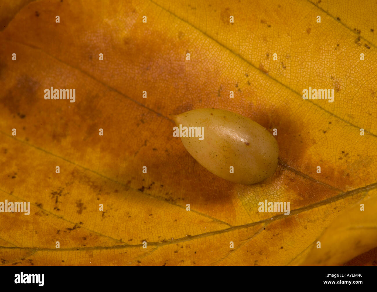Beech Leaf Gall Midge Stock Photos & Beech Leaf Gall Midge Stock Images ...