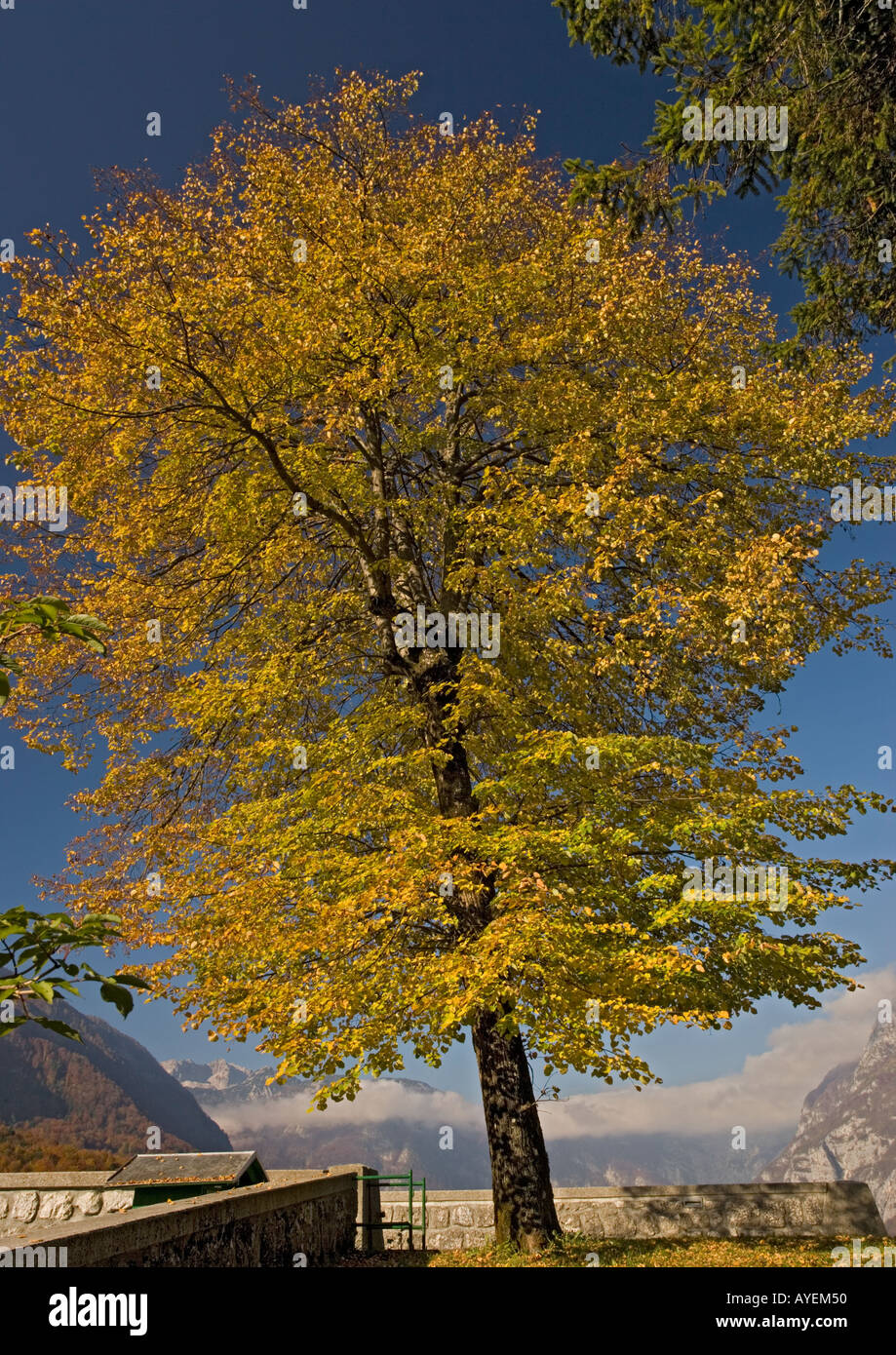Small leaved lime tree with autumn colour Stock Photo - Alamy