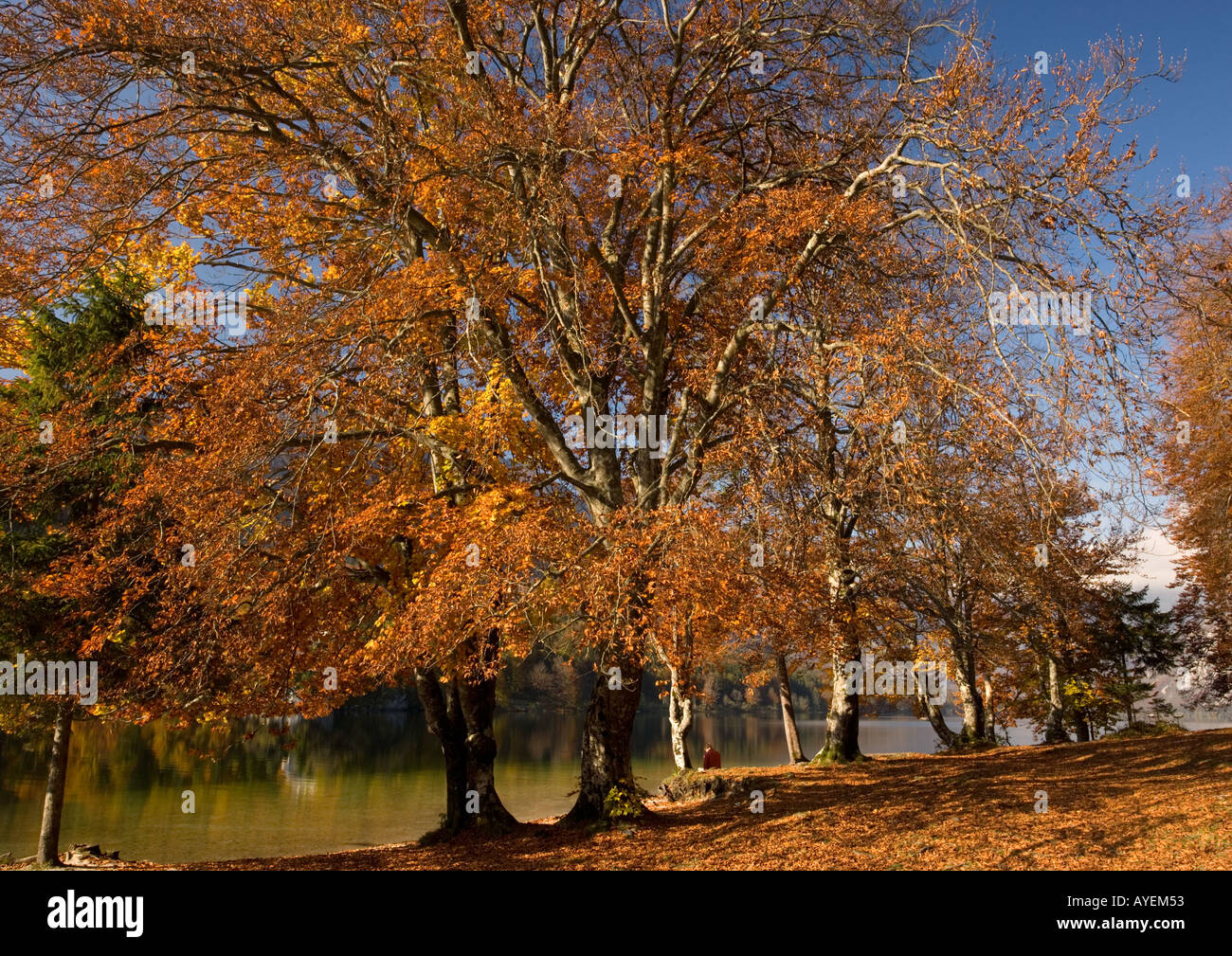 Old beech trees in fiery autumn colour with contemplative figure below ...