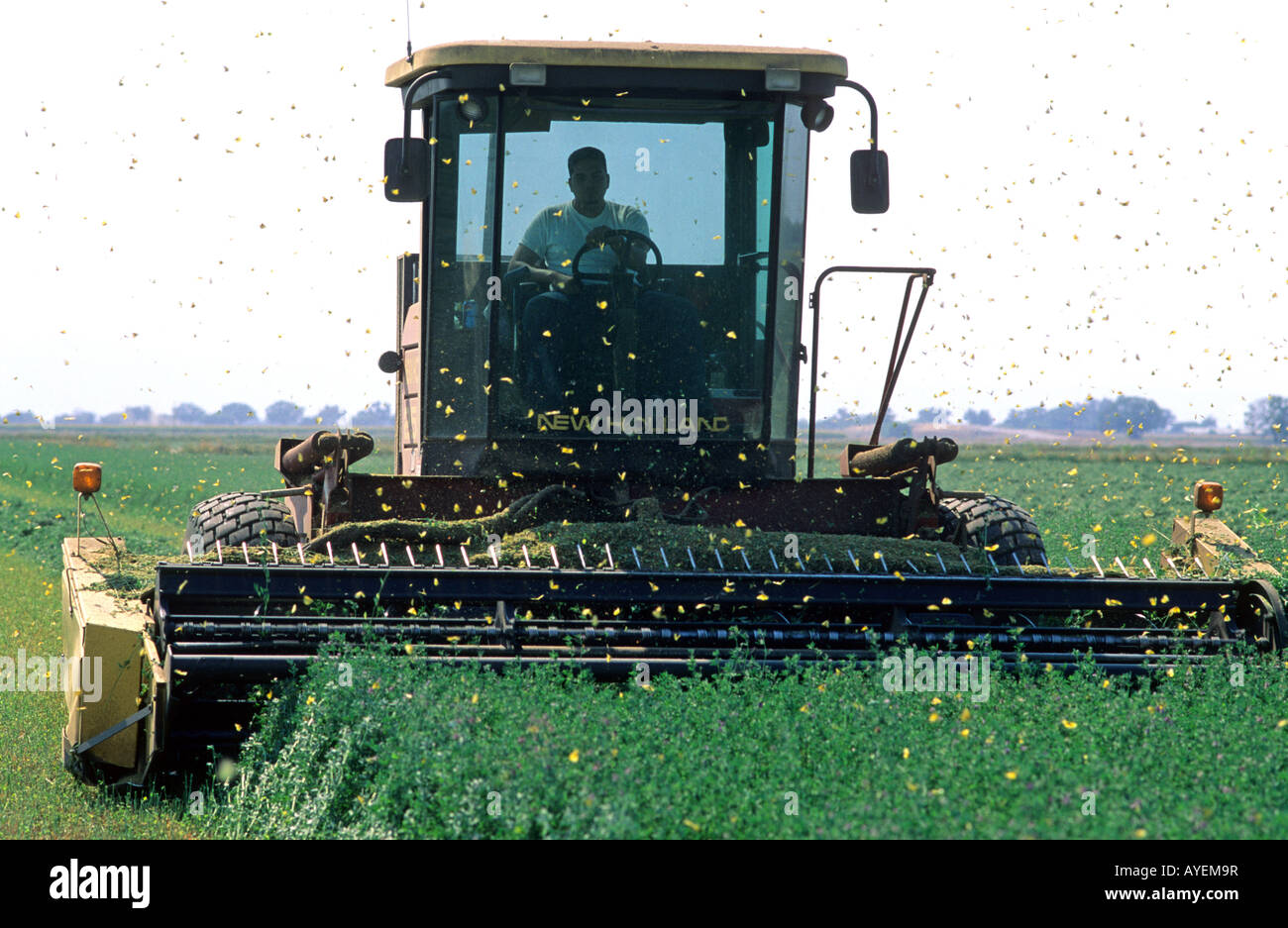 Yellow butterflies fly out of alfalfa hay being harvested Stock Photo ...