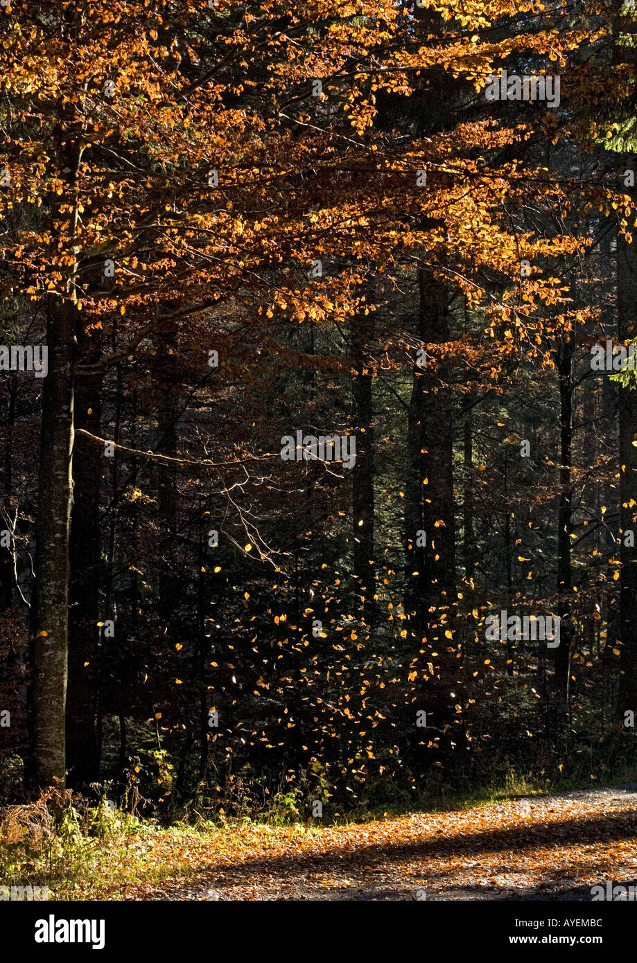 Falling beech Fagus sylvatica leaves autumn Stock Photo - Alamy