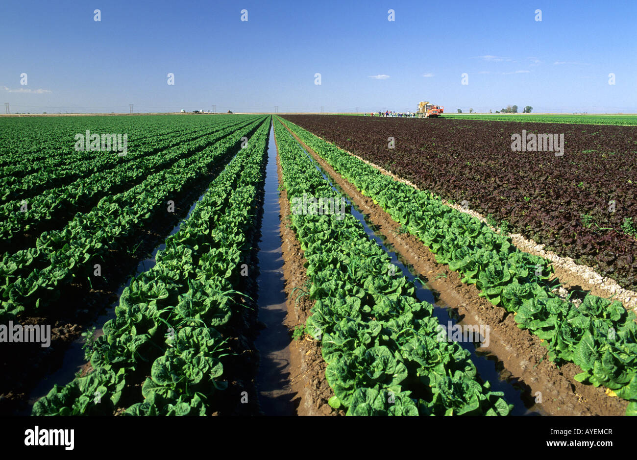Lettuce crops in Imperial Valley California Stock Photo - Alamy