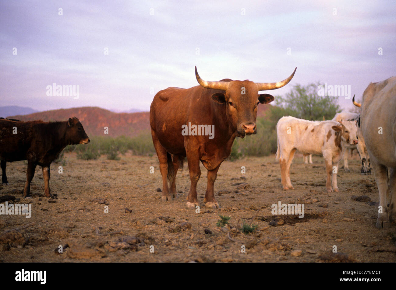 Longhorn cattle in Arizona Stock Photo - Alamy