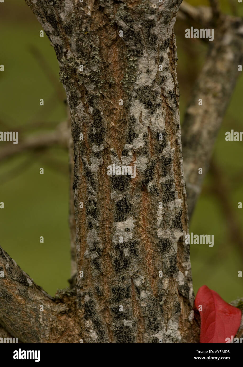 Spindle euonymus europaeus bark hi-res stock photography and images - Alamy