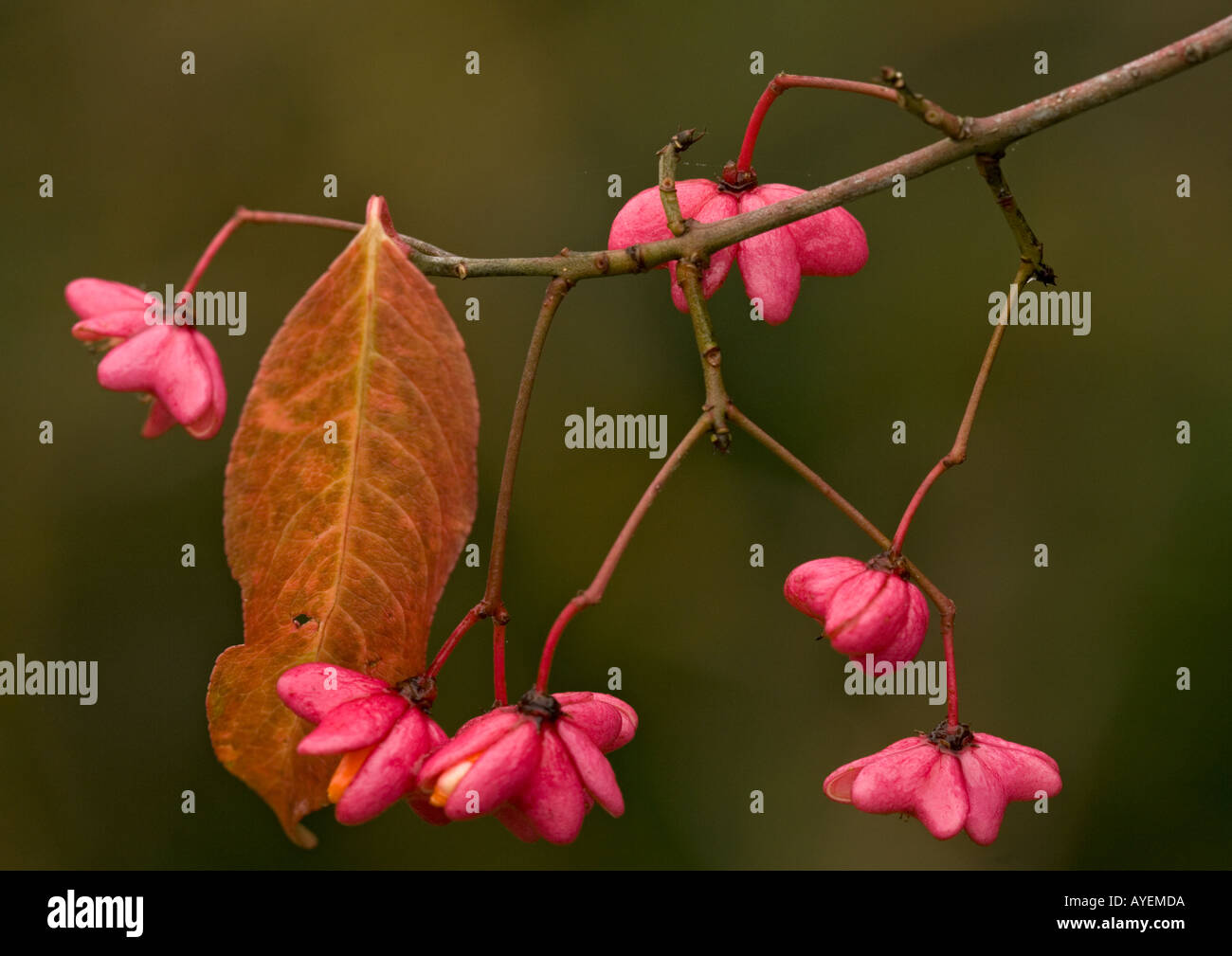 Spindle Berry High Resolution Stock Photography and Images - Alamy
