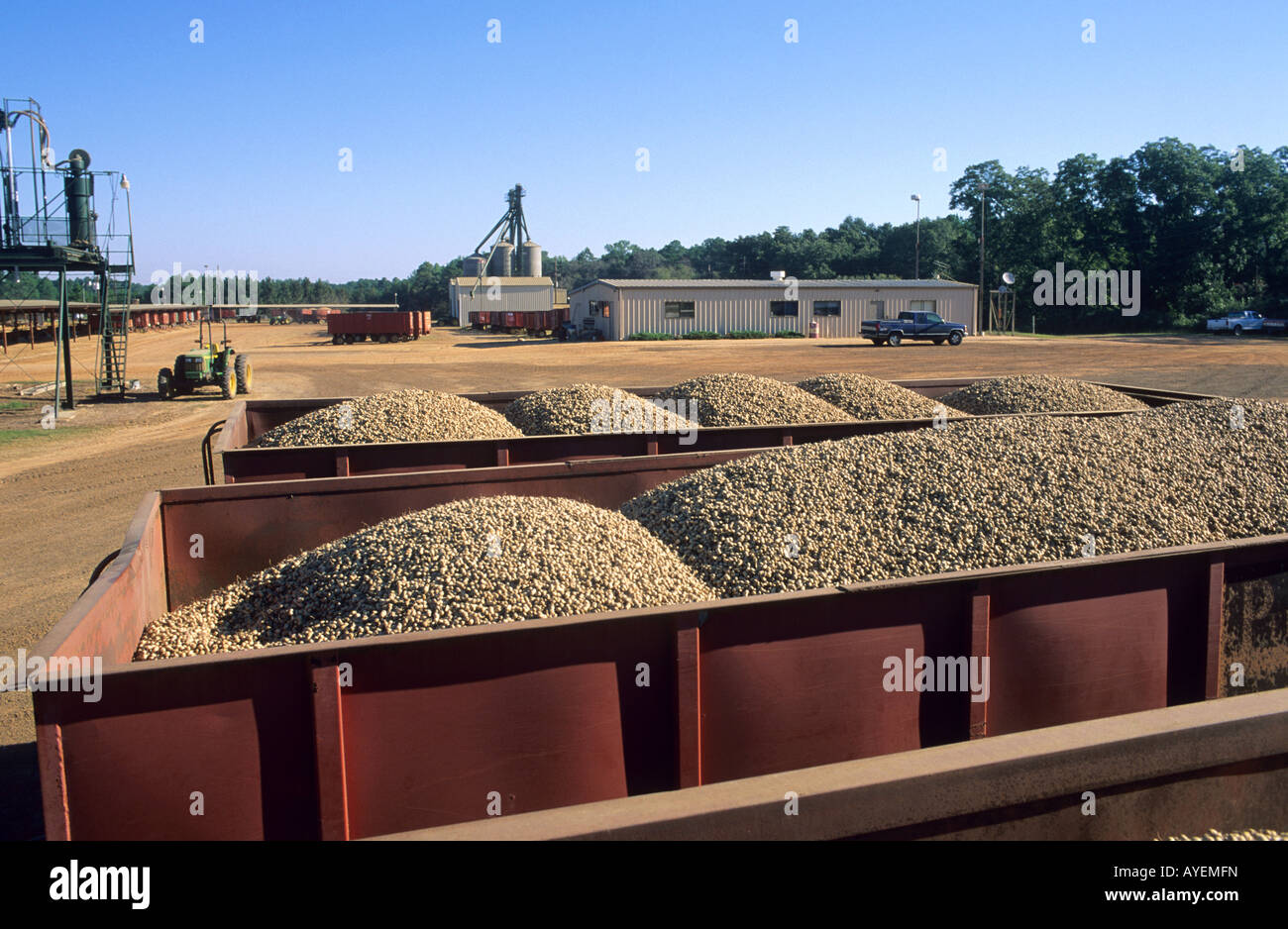 Peanut harvest georgia hi-res stock photography and images - Alamy
