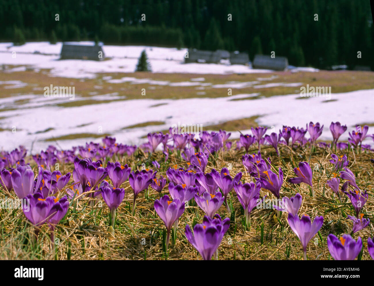 Poland National Flower High Resolution Stock Photography and Images - Alamy