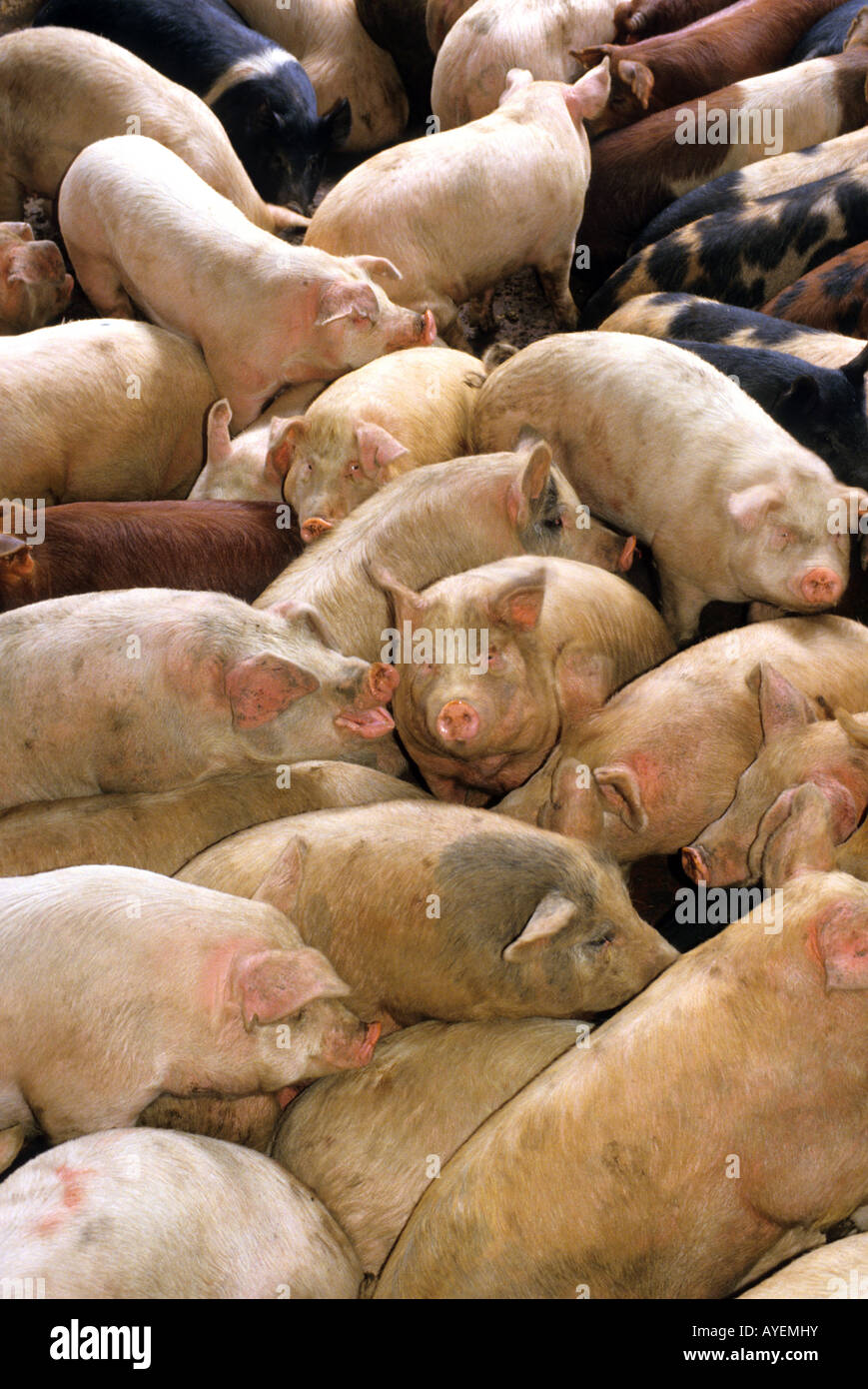 Hog farm hi-res stock photography and images - Alamy