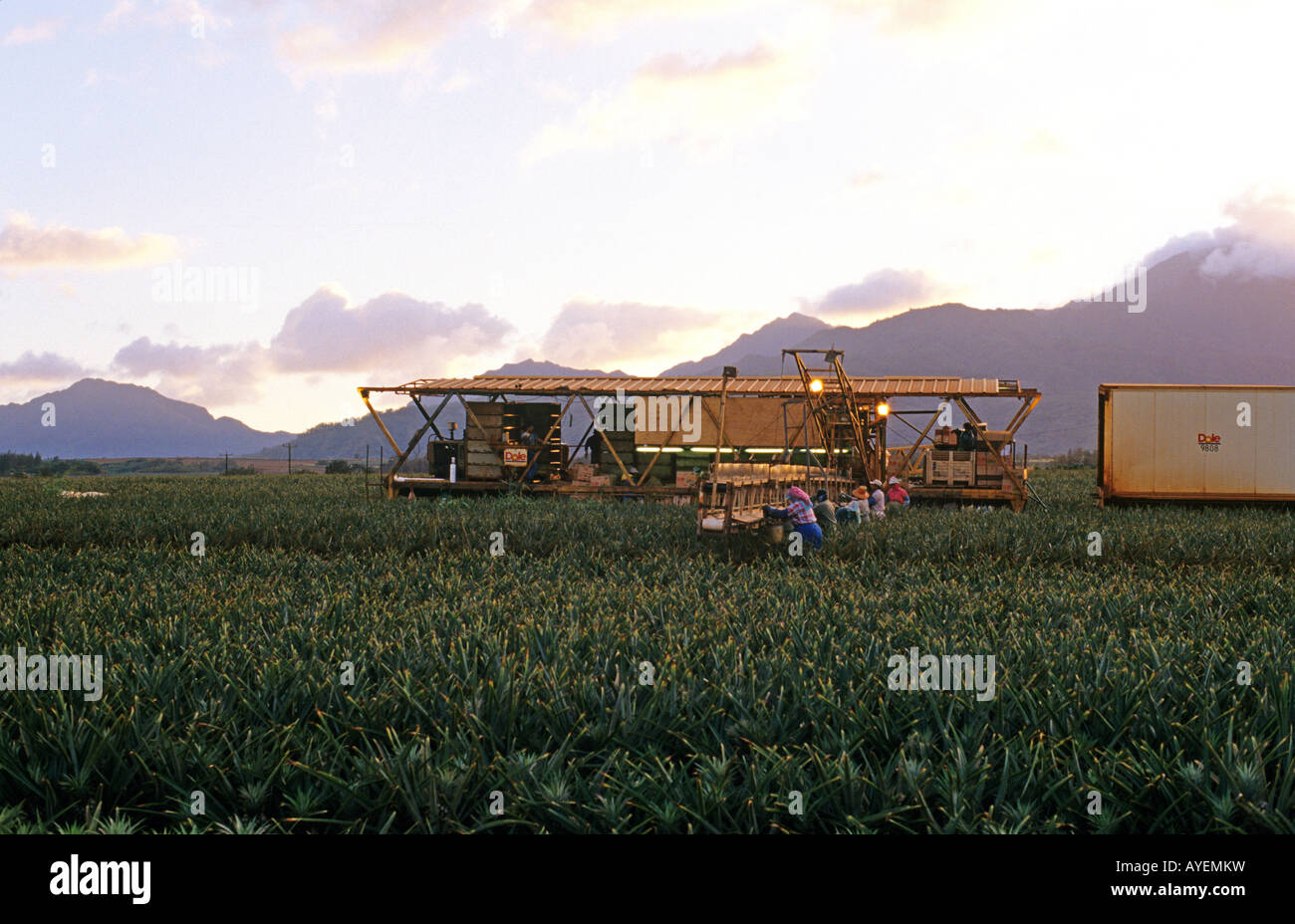 Pineapple harvest on the Hawaiian island of Oahu Stock Photo - Alamy
