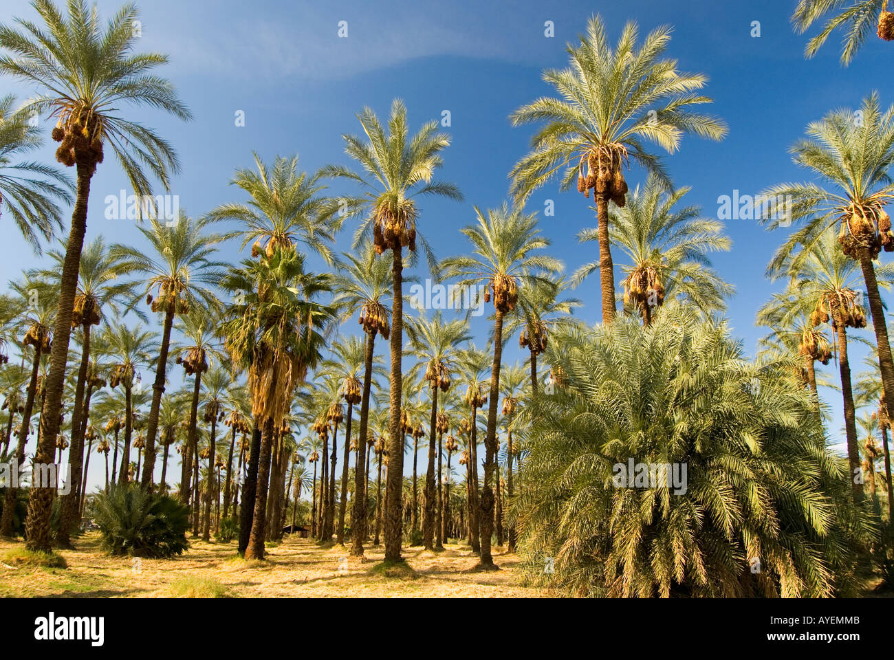 Date palm grove Coachella Valley California Stock Photo - Alamy