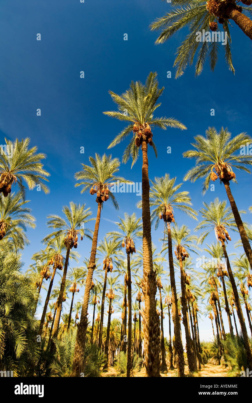 Coachella valley dates hi-res stock photography and images - Alamy