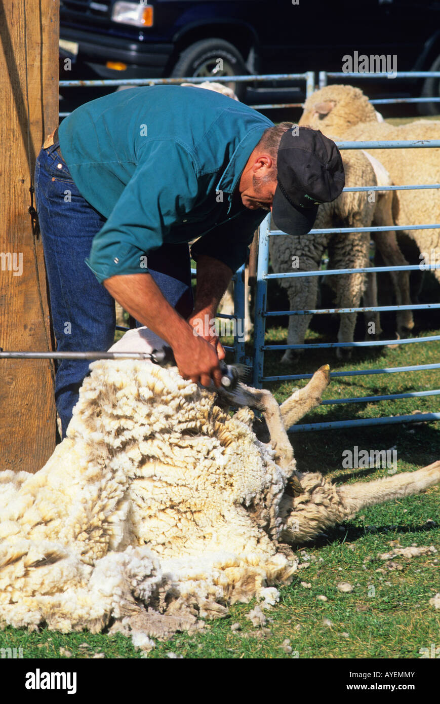 Shearing wool from a domestic sheep in Idaho Stock Photo - Alamy