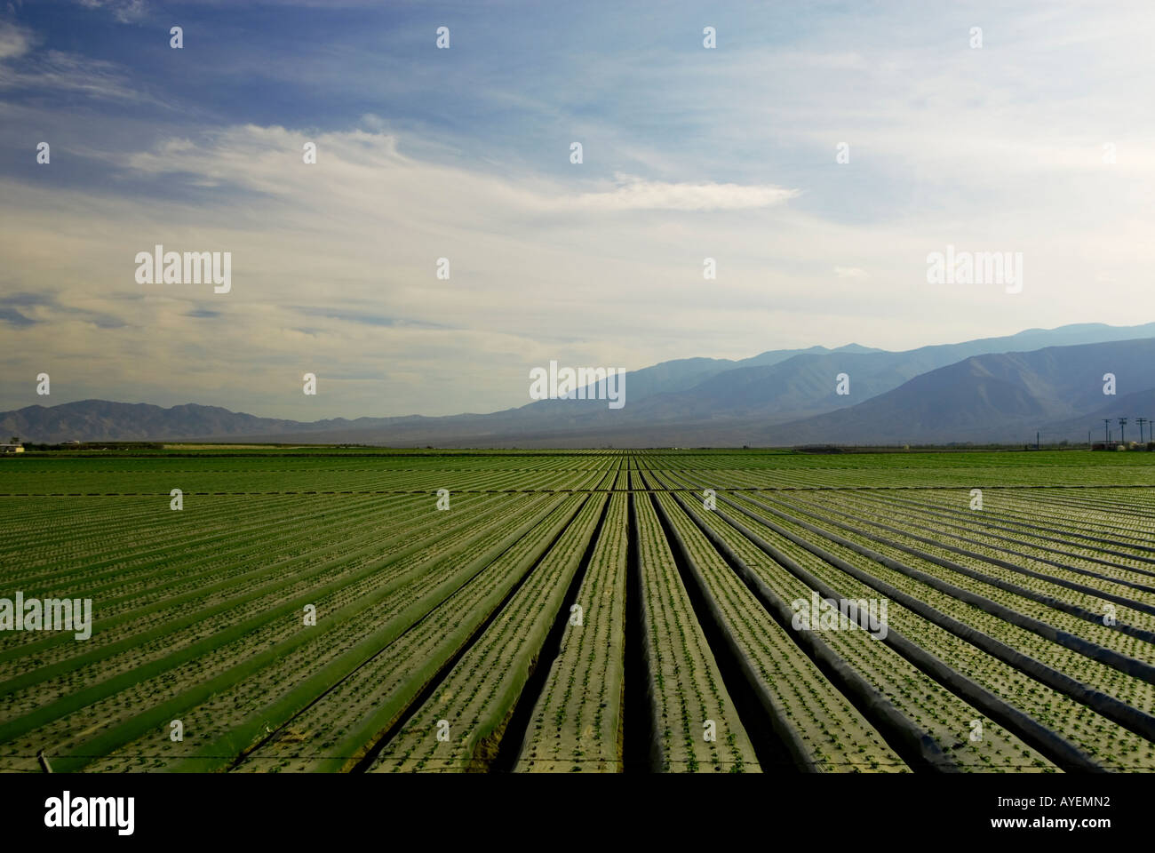 Fields of produce Coachella Valley California Stock Photo - Alamy