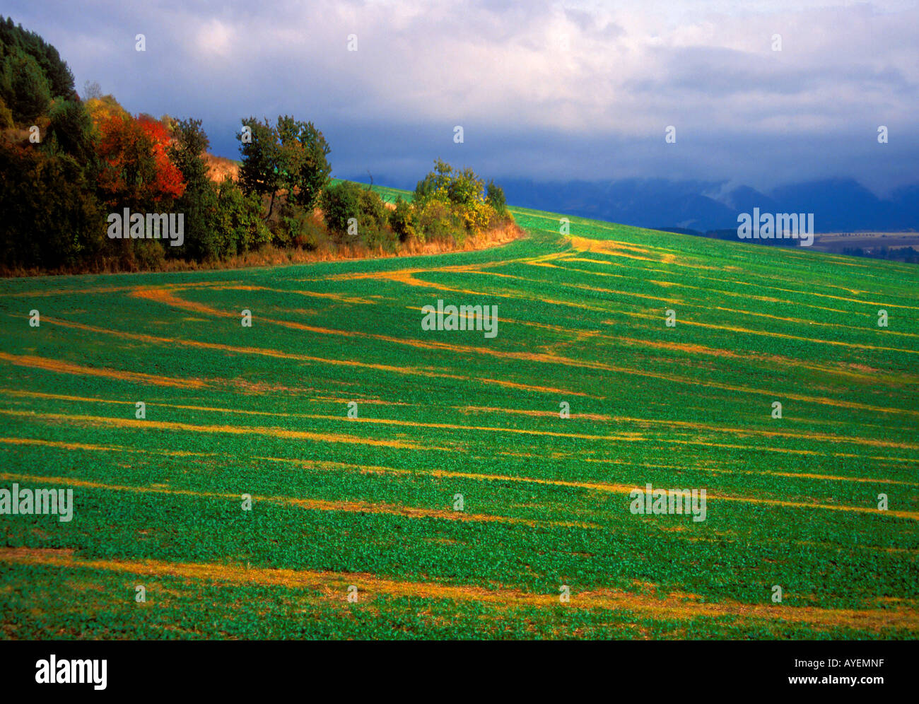Poland fields hi-res stock photography and images - Alamy