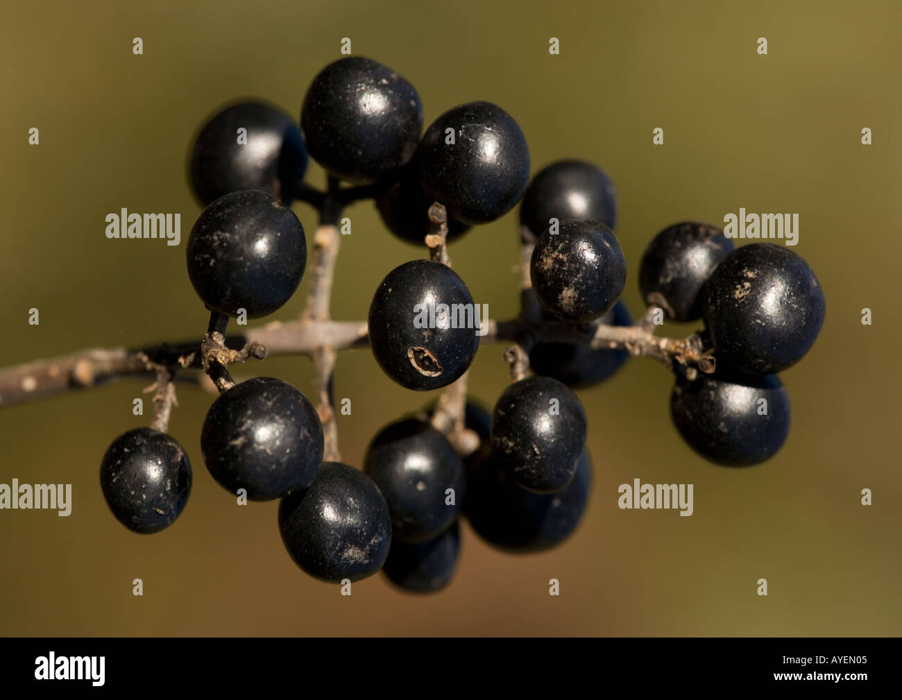 Common privet (Ligustrum vulgare) with berries, close-up Stock Photo ...