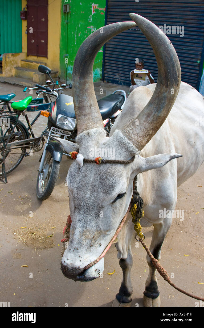 Brahama Bull and Man Reading Newspaper in Madurai South India Stock ...