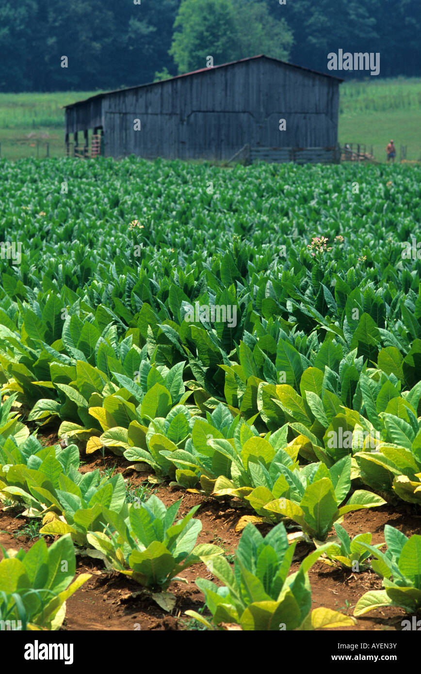 Tobacco hi-res stock photography and images - Alamy