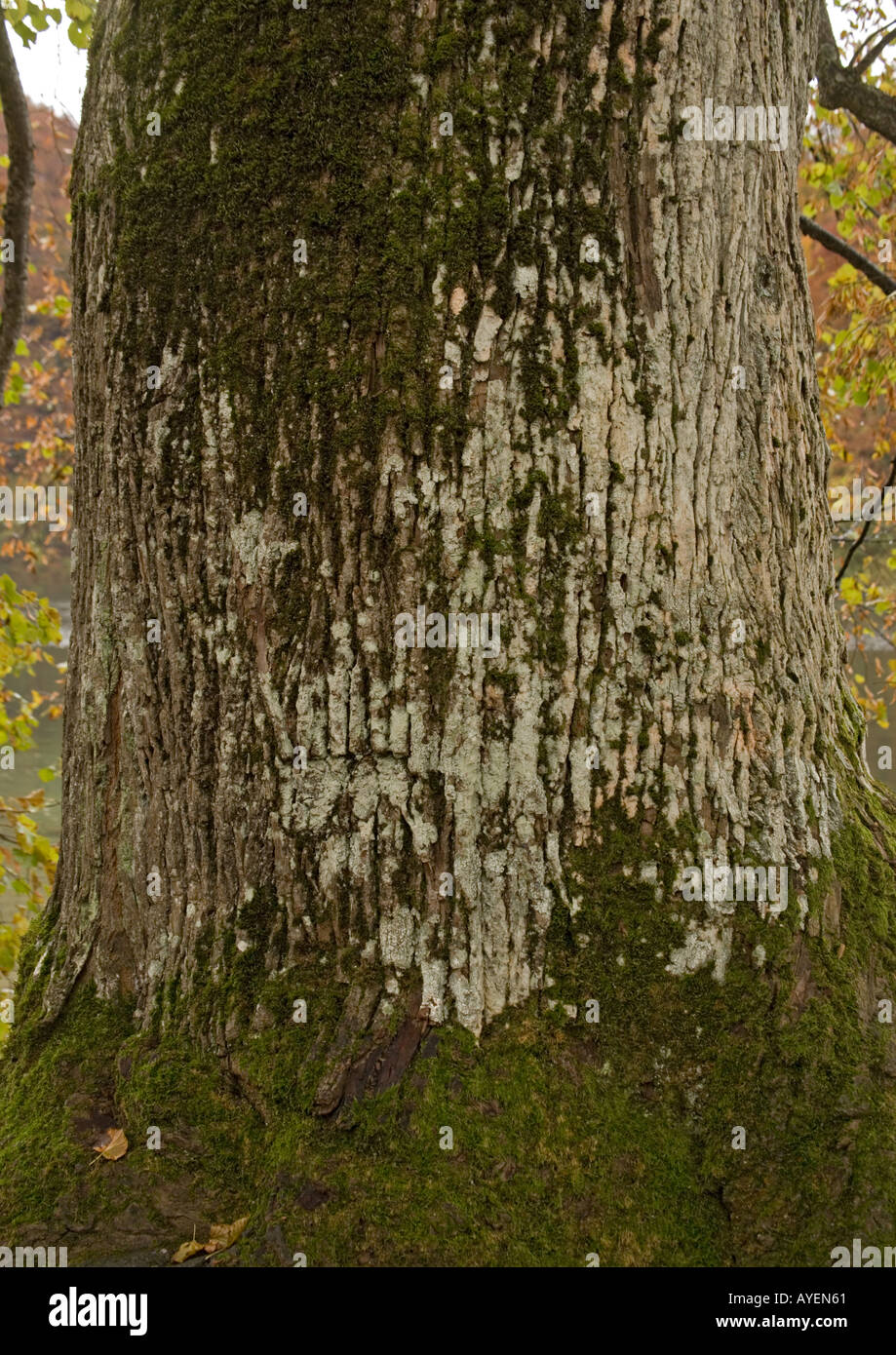 Large leaved lime tilia platyphyllos hi-res stock photography and ...
