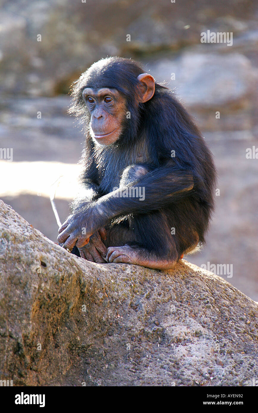 Chimpanzee with baby chimp(play) hi-res stock photography and images ...