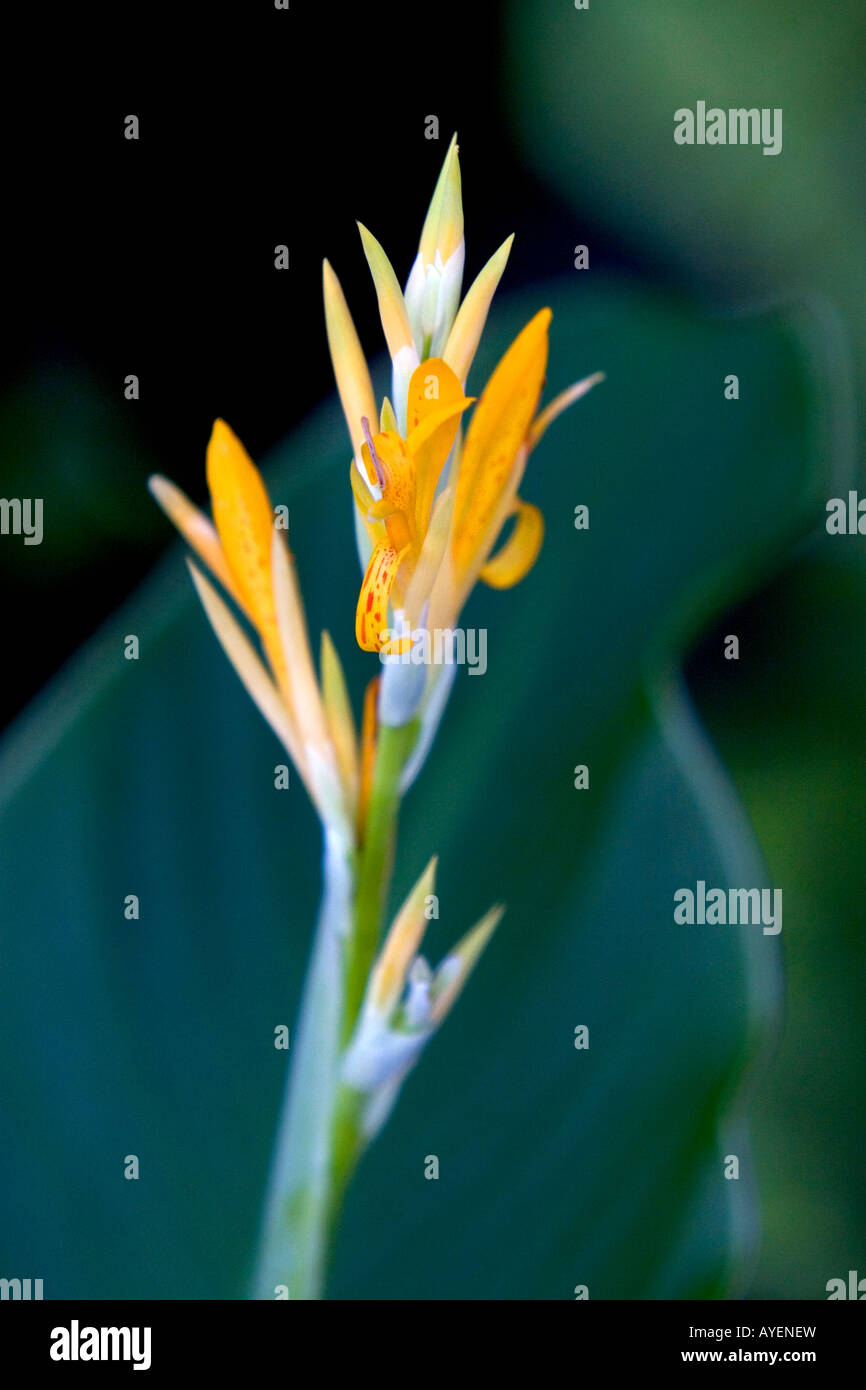 Parrot flower hi-res stock photography and images - Alamy