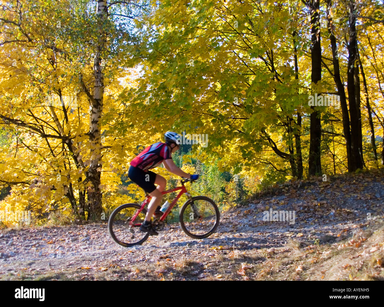 Lasek wolski hi-res stock photography and images - Alamy