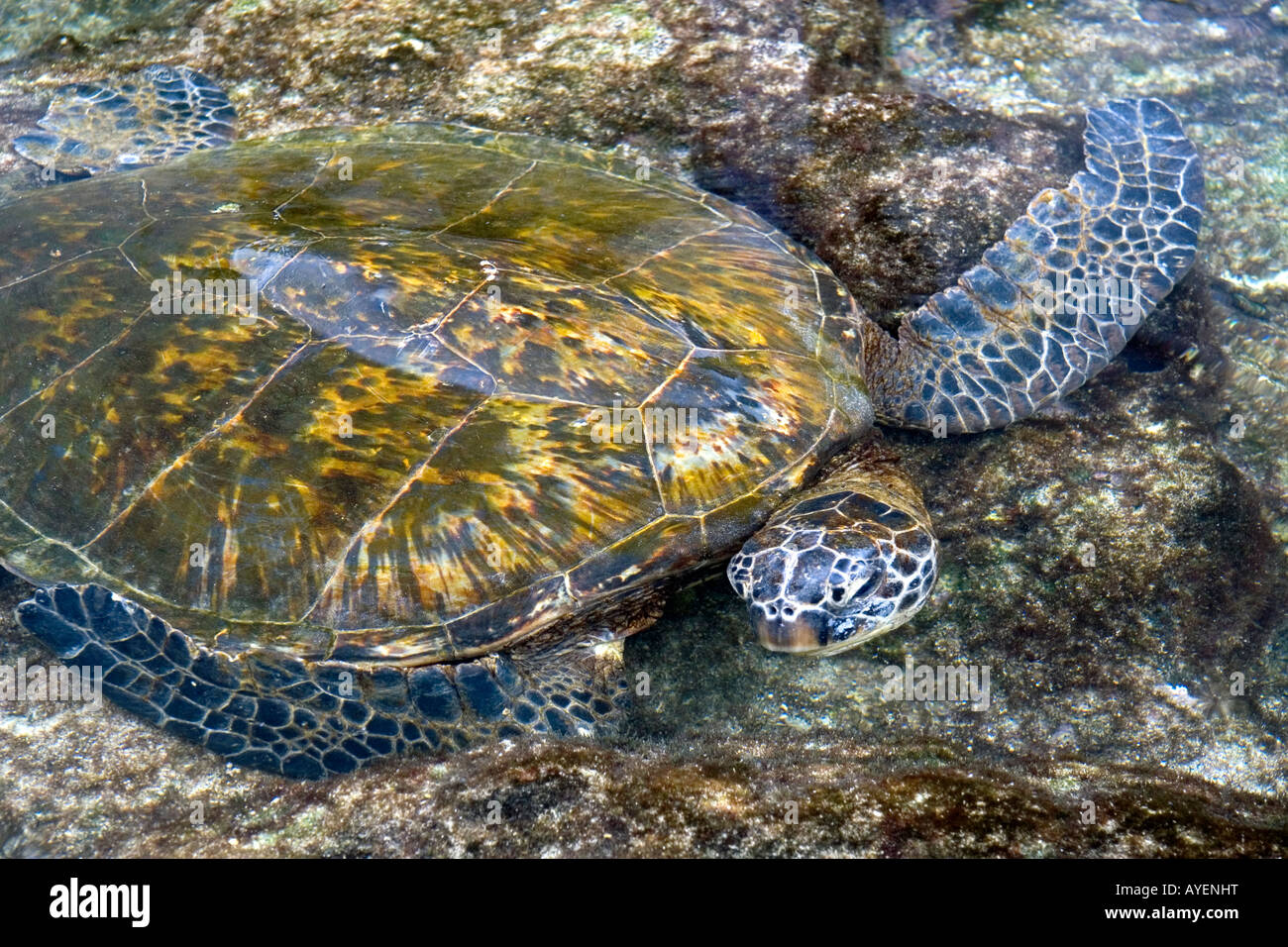 Hawaiian Green Sea Turtle in a tidal pool on the Big Island of Hawaii ...