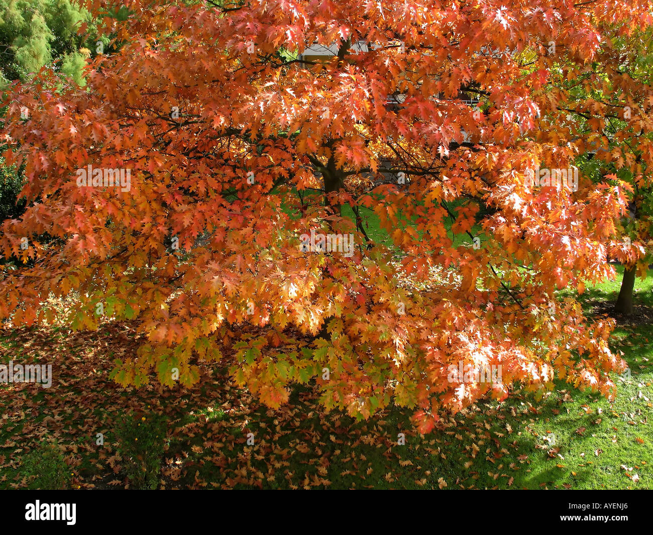 Northern red oak tree with autumn colours, Alsace, France, Europe Stock ...