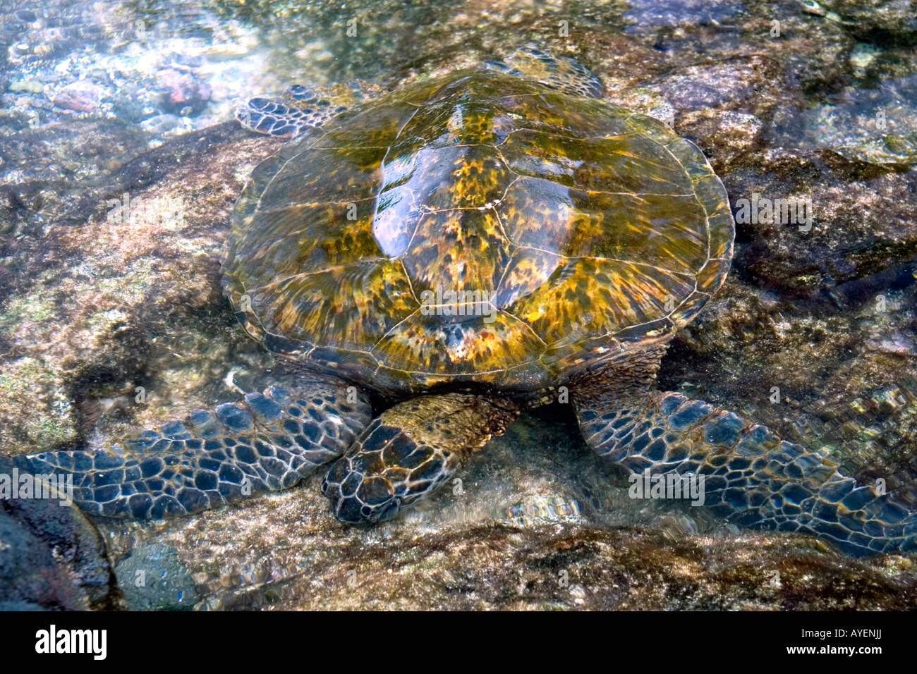 Hawaiian Green Sea Turtle in a tidal pool on the Big Island of Hawaii ...