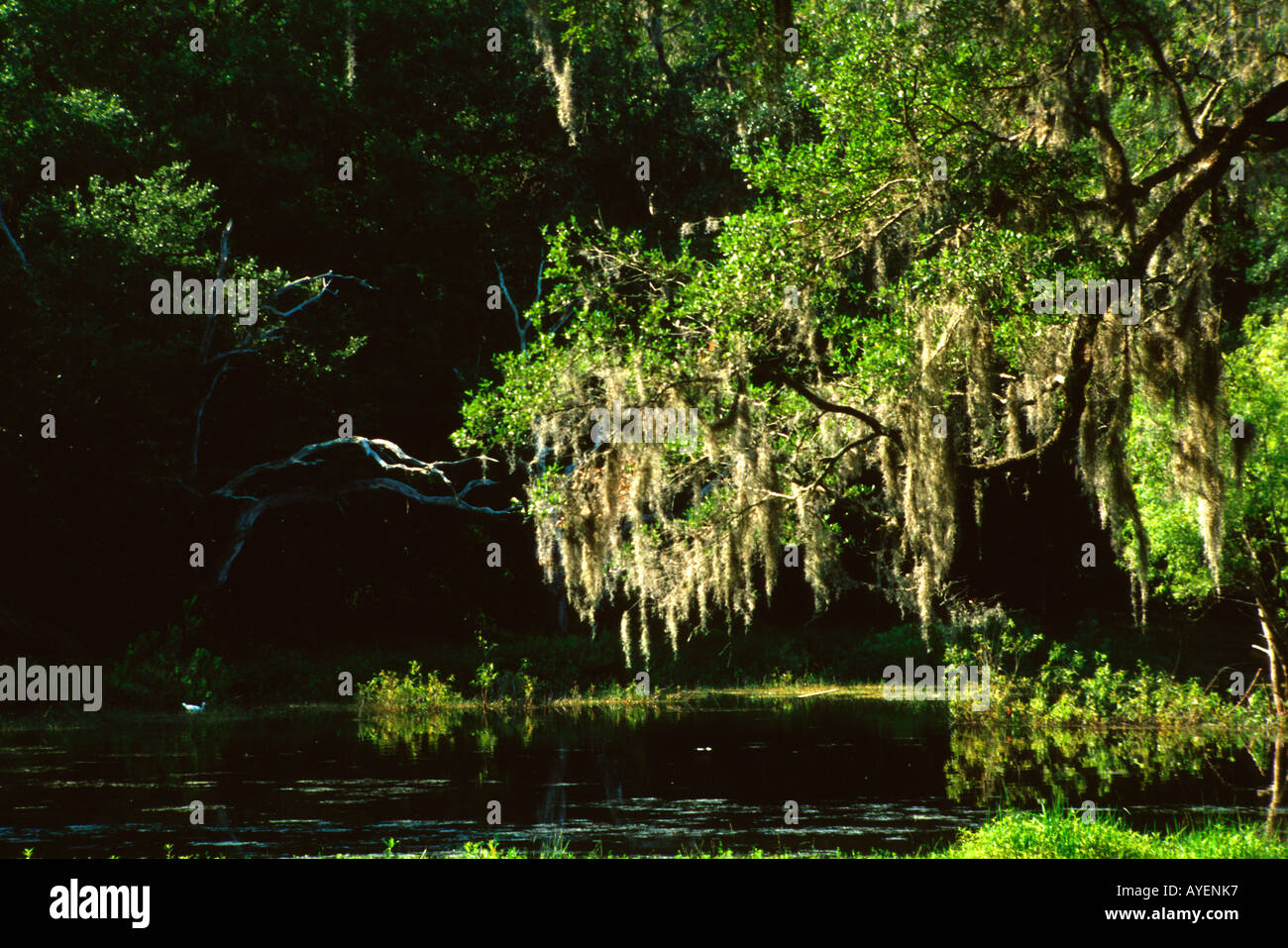 Spanish moss trees by river hi-res stock photography and images - Alamy